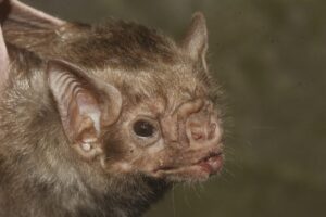 The Fascinating World of Vampires: History and Myths,